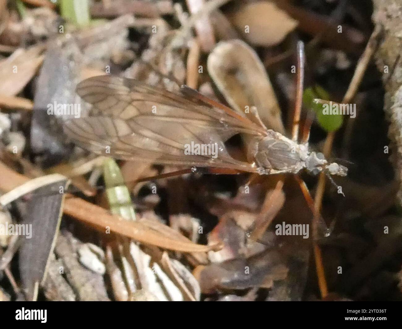 Typical Crane Flies (Tipuloidea Stock Photo - Alamy