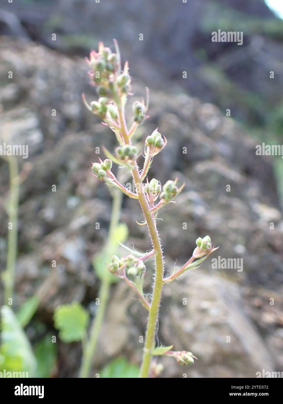 crevice alumroot (Heuchera micrantha Stock Photo - Alamy