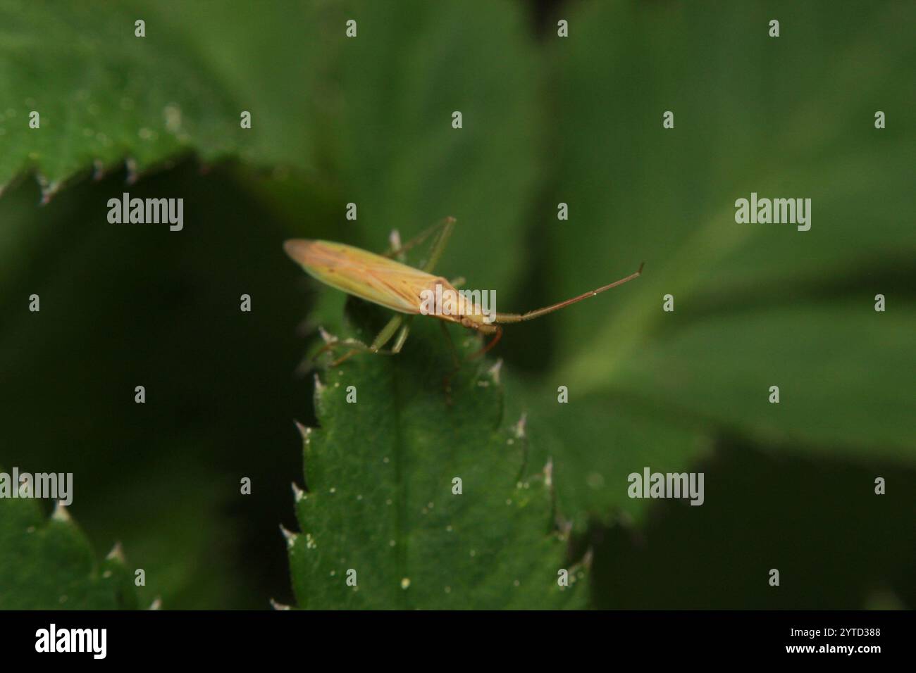 Grass bug (Stenodema laevigata Stock Photo - Alamy