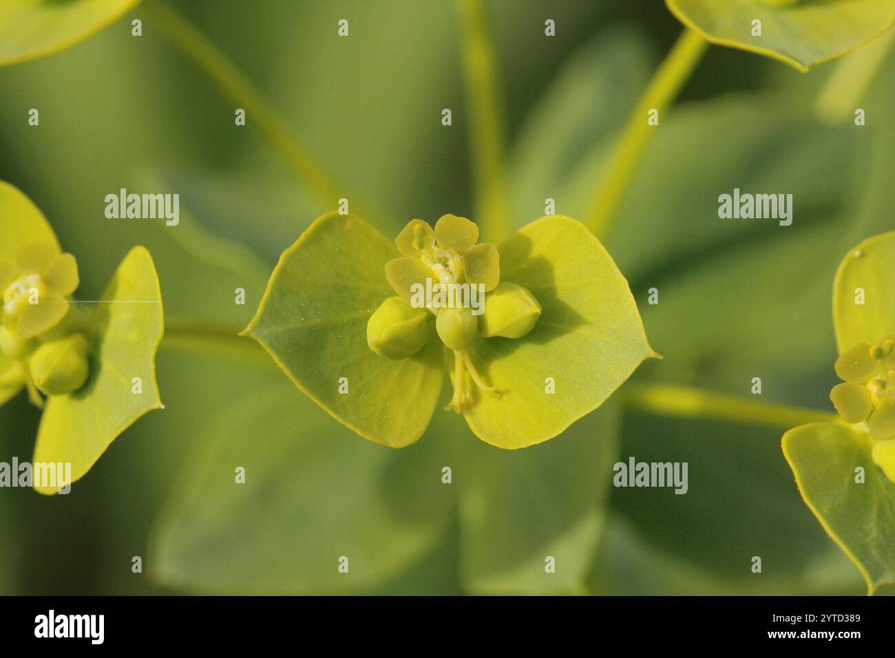 steppe spurge (Euphorbia seguieriana Stock Photo - Alamy