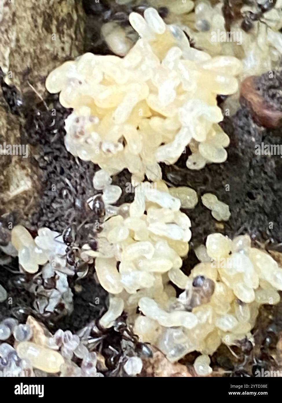 Linepithema argentine ant hi-res stock photography and images - Alamy