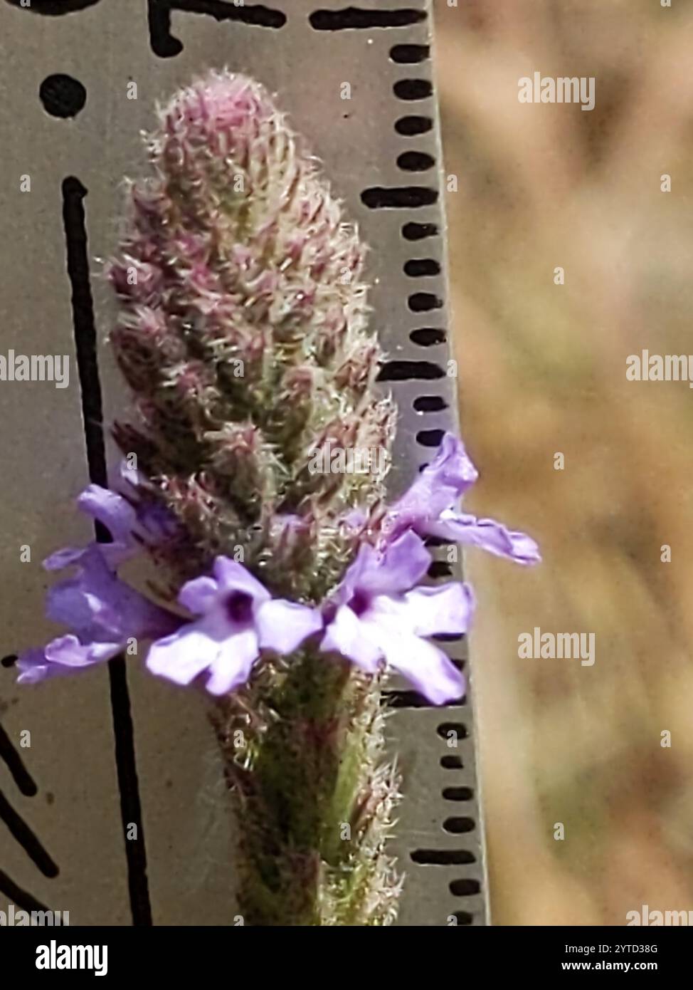 Western vervain verbena lasiostachys hi-res stock photography and ...