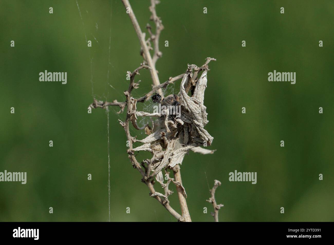 Furrow Spiders (Larinioides Stock Photo - Alamy