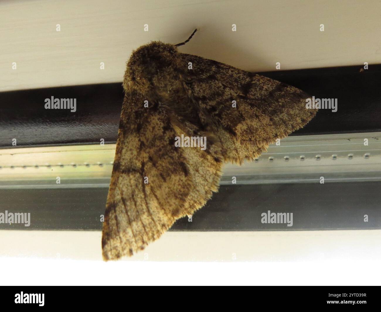 Brindled beauty moth lycia hirtaria hi-res stock photography and images ...