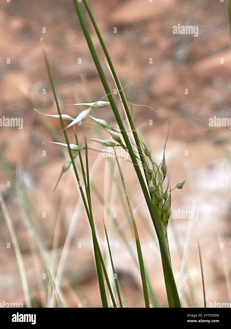 Sand Ricegrass (Eriocoma hymenoides Stock Photo - Alamy