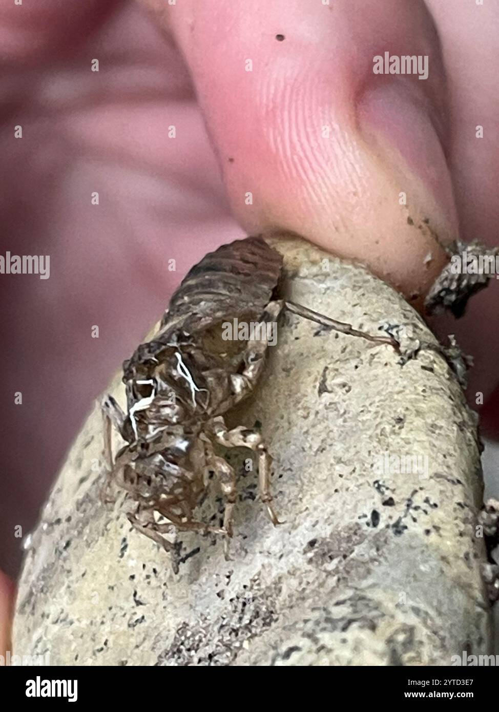 Common Sanddragon (Progomphus obscurus Stock Photo - Alamy