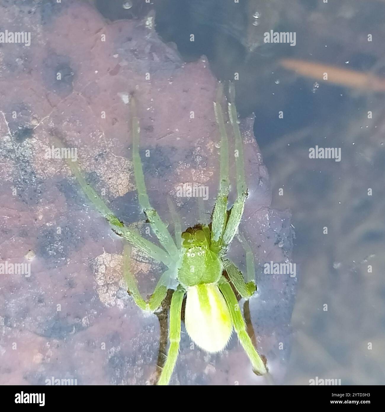 Green Huntsman Spider (Micrommata virescens Stock Photo - Alamy