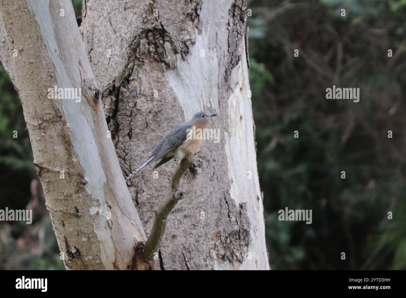 Fan-tailed Cuckoo (Cacomantis flabelliformis Stock Photo - Alamy