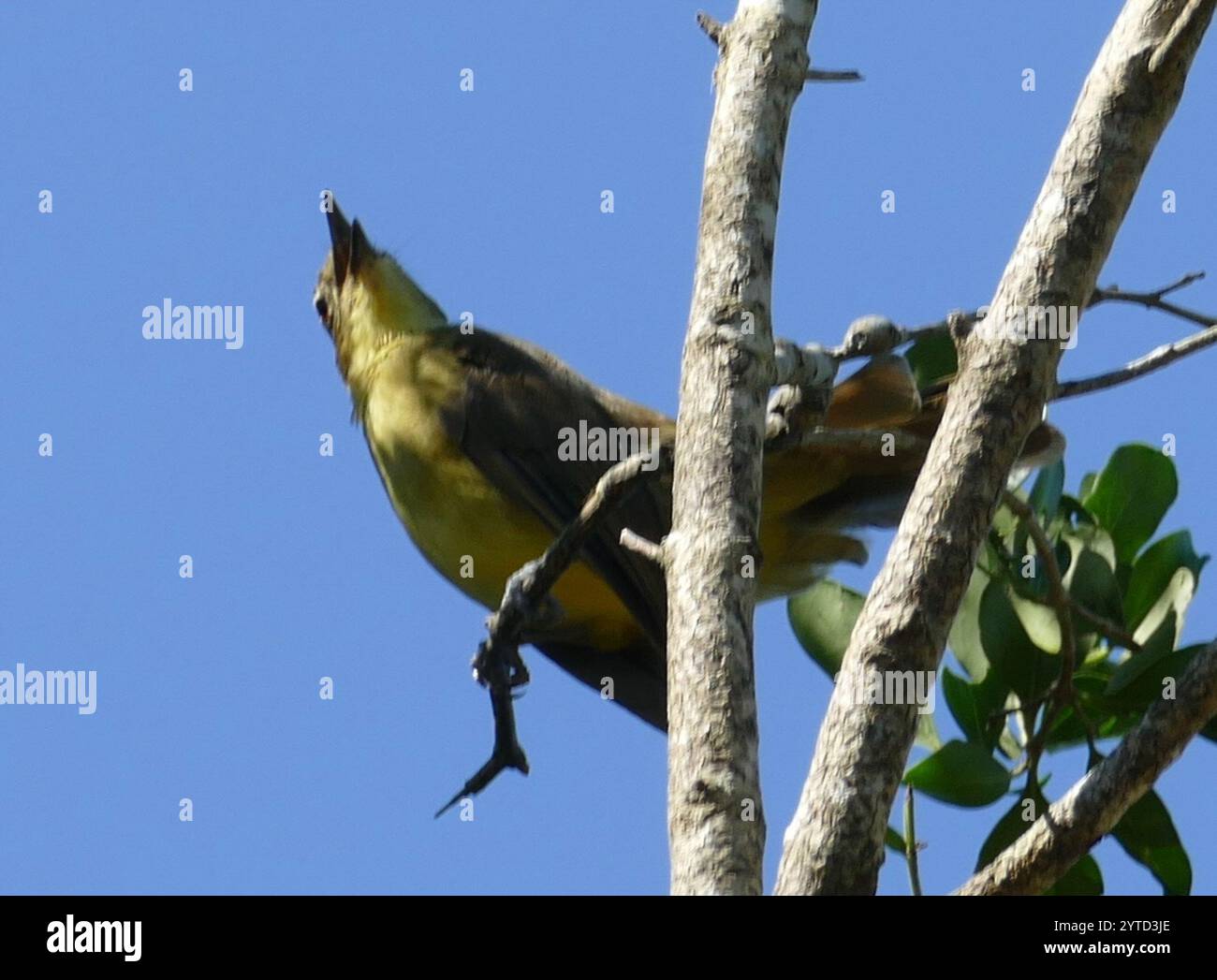 Yellow bellied greenbul hi-res stock photography and images - Alamy