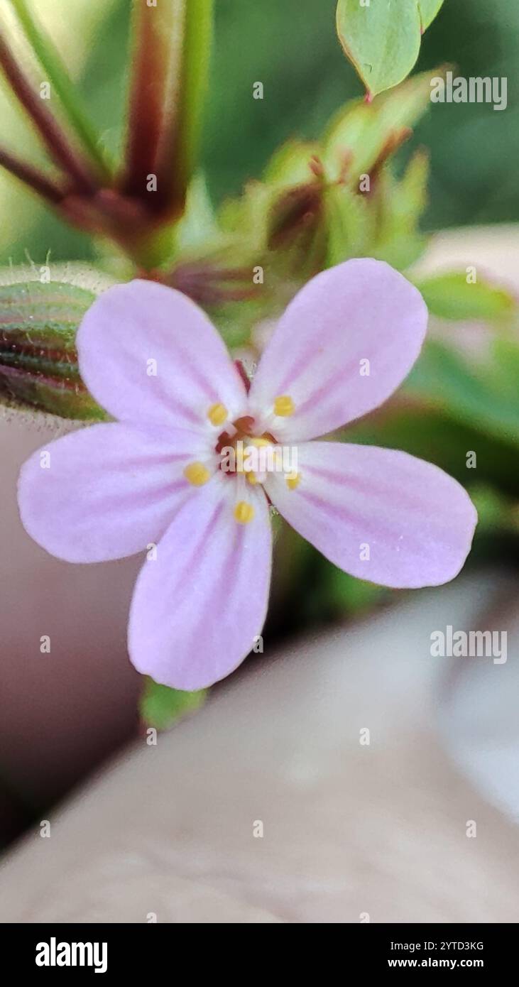 Little-Robin (Geranium purpureum Stock Photo - Alamy