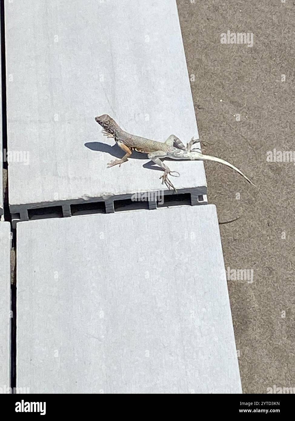 Zebra-tailed Lizard (Callisaurus draconoides Stock Photo - Alamy