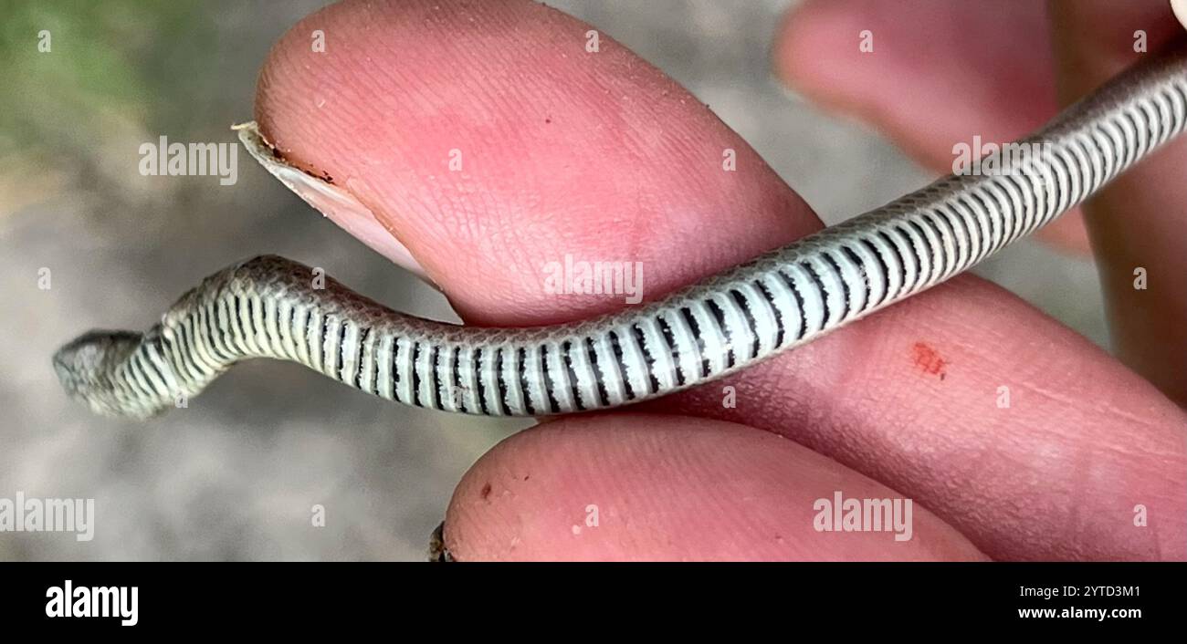 Sharp-tailed Snake (Contia tenuis Stock Photo - Alamy