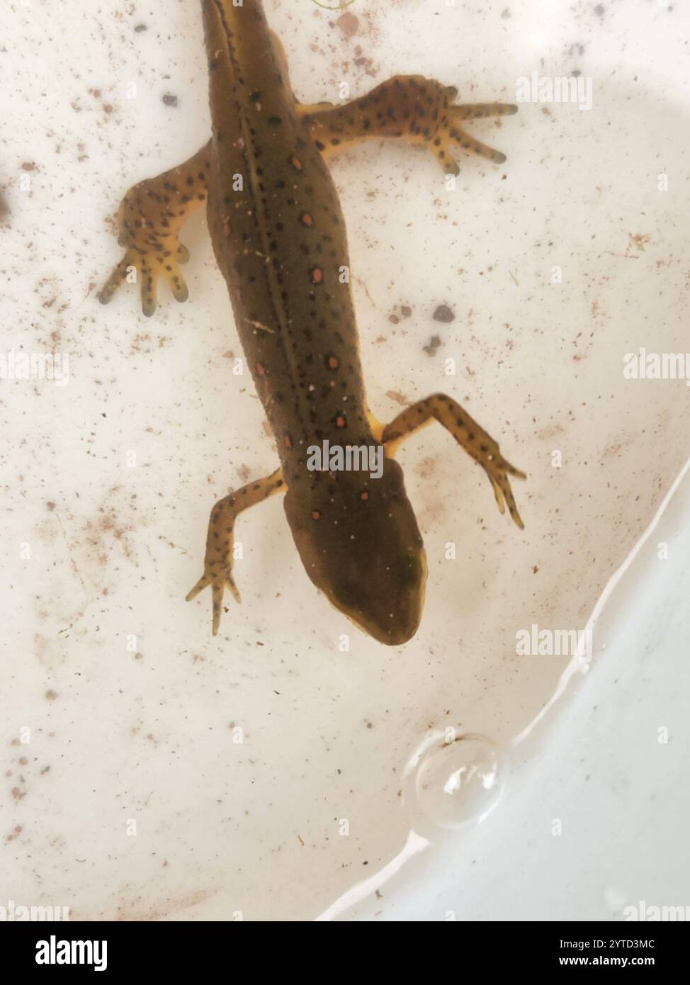 Eastern Newt (Notophthalmus viridescens Stock Photo - Alamy