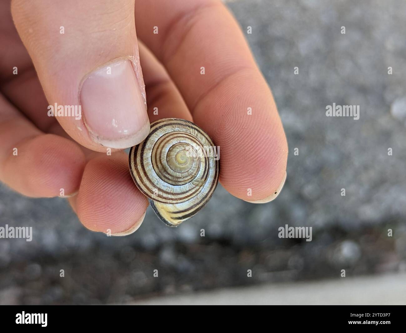 Brown-lipped Snail (Cepaea nemoralis Stock Photo - Alamy