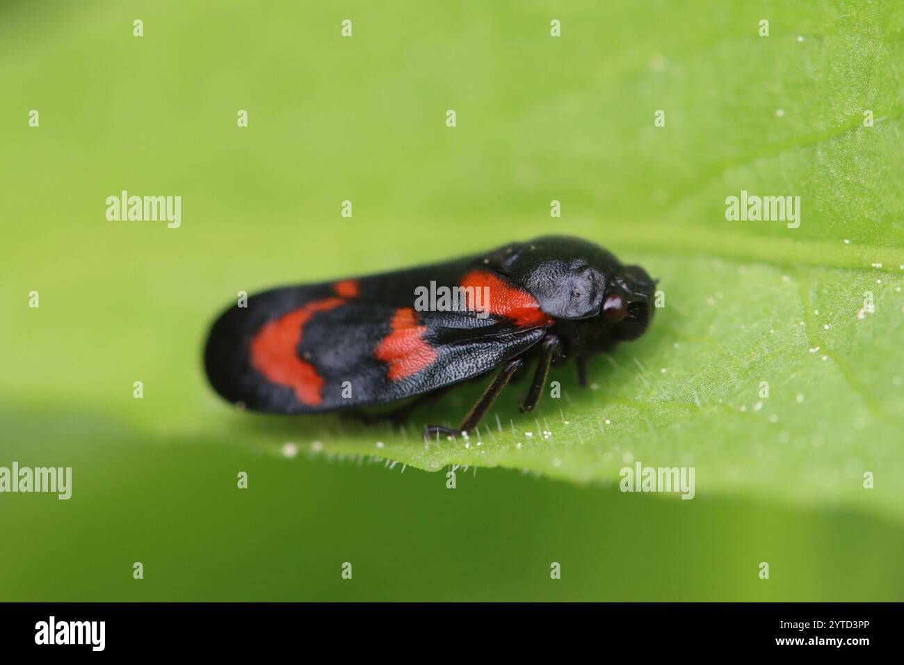 Common Froghopper (Cercopis vulnerata Stock Photo - Alamy