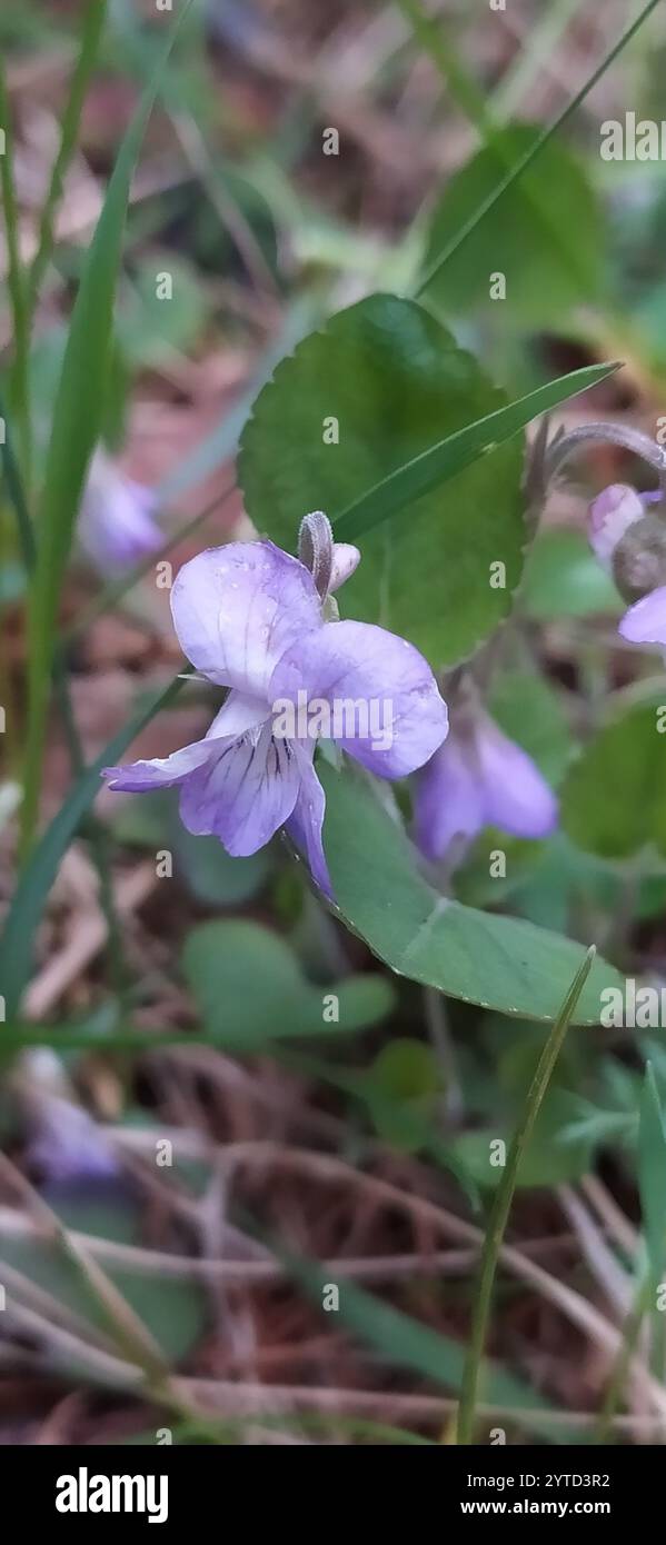 Viola rupestris hi-res stock photography and images - Alamy