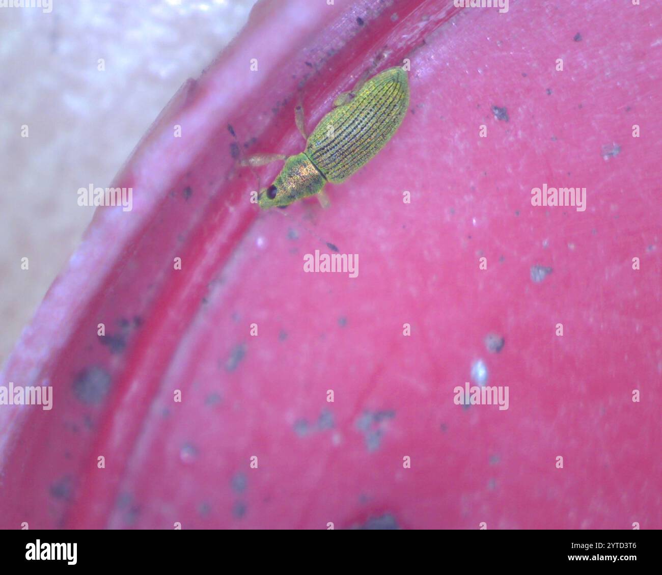 Green Immigrant Leaf Weevil (Polydrusus formosus Stock Photo - Alamy