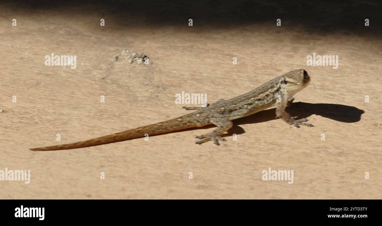 Common Dwarf Gecko (Lygodactylus capensis Stock Photo - Alamy