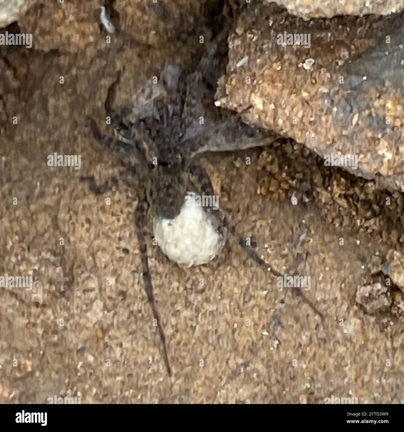 Thin-legged Wolf Spiders (Pardosa Stock Photo - Alamy