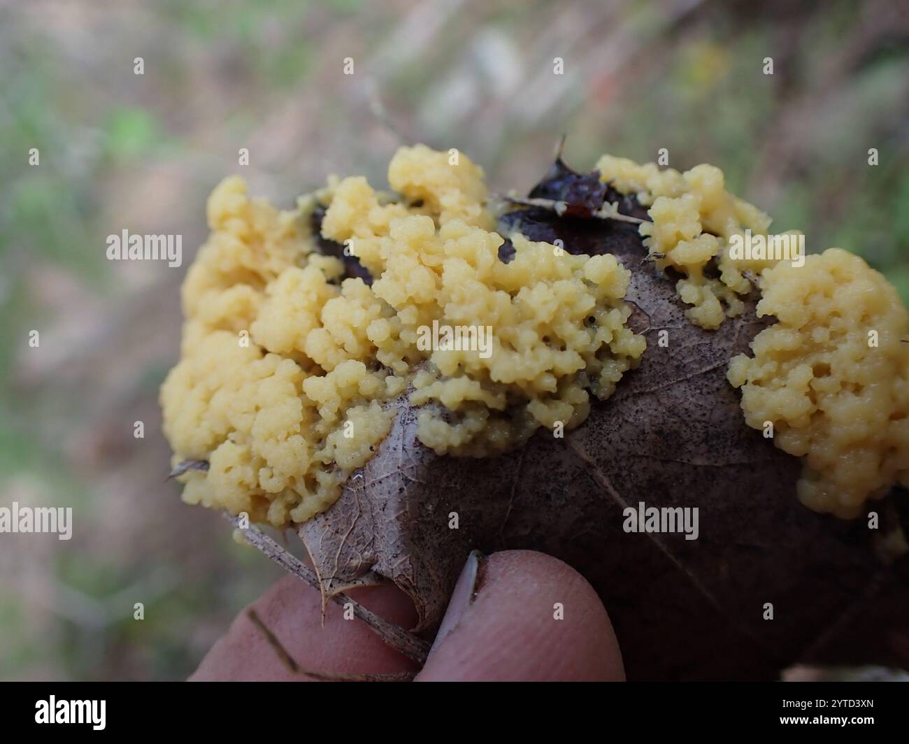 Dog Vomit Slime Mold (Fuligo septica Stock Photo - Alamy