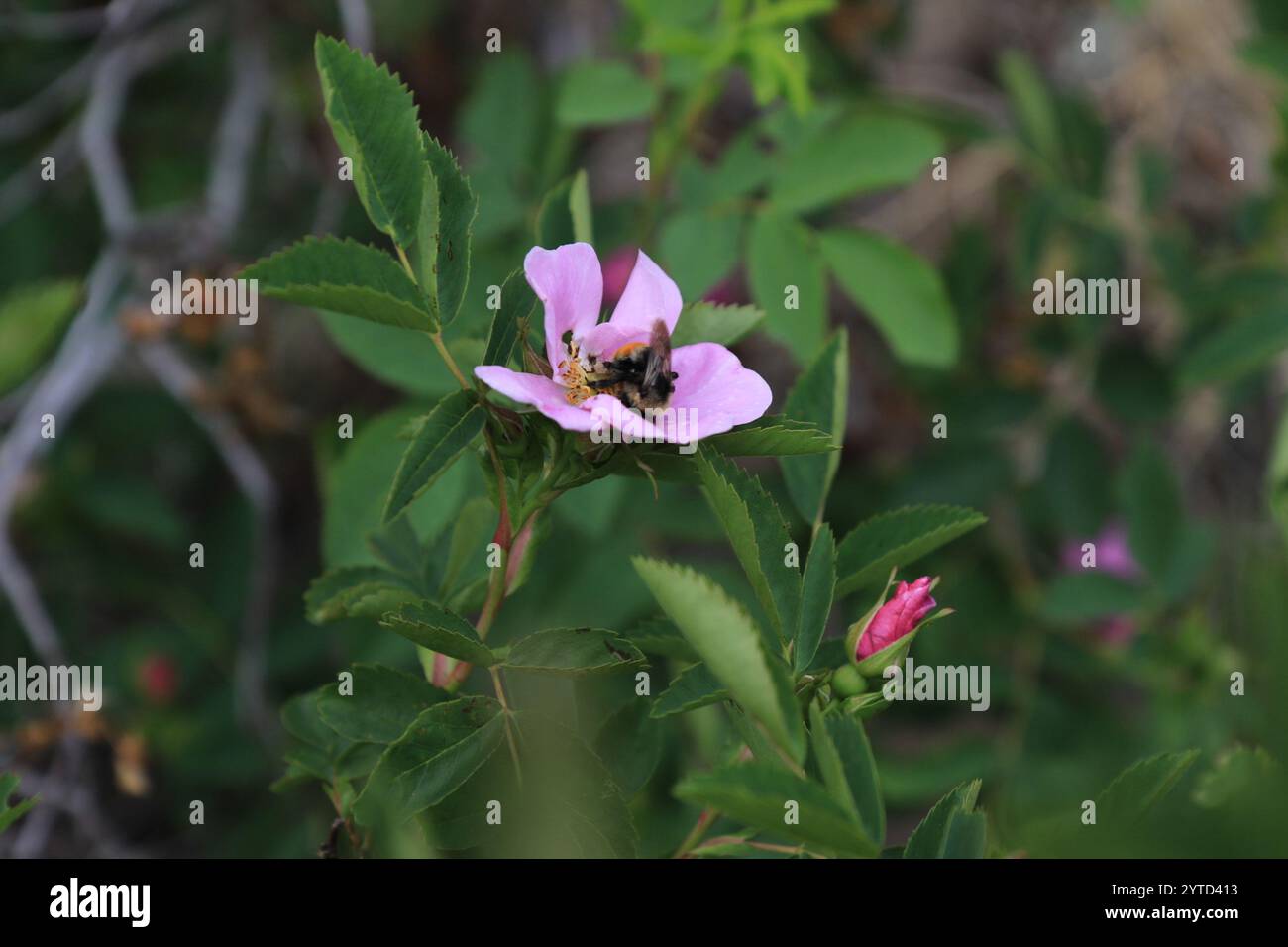 Common digger bees hi-res stock photography and images - Alamy