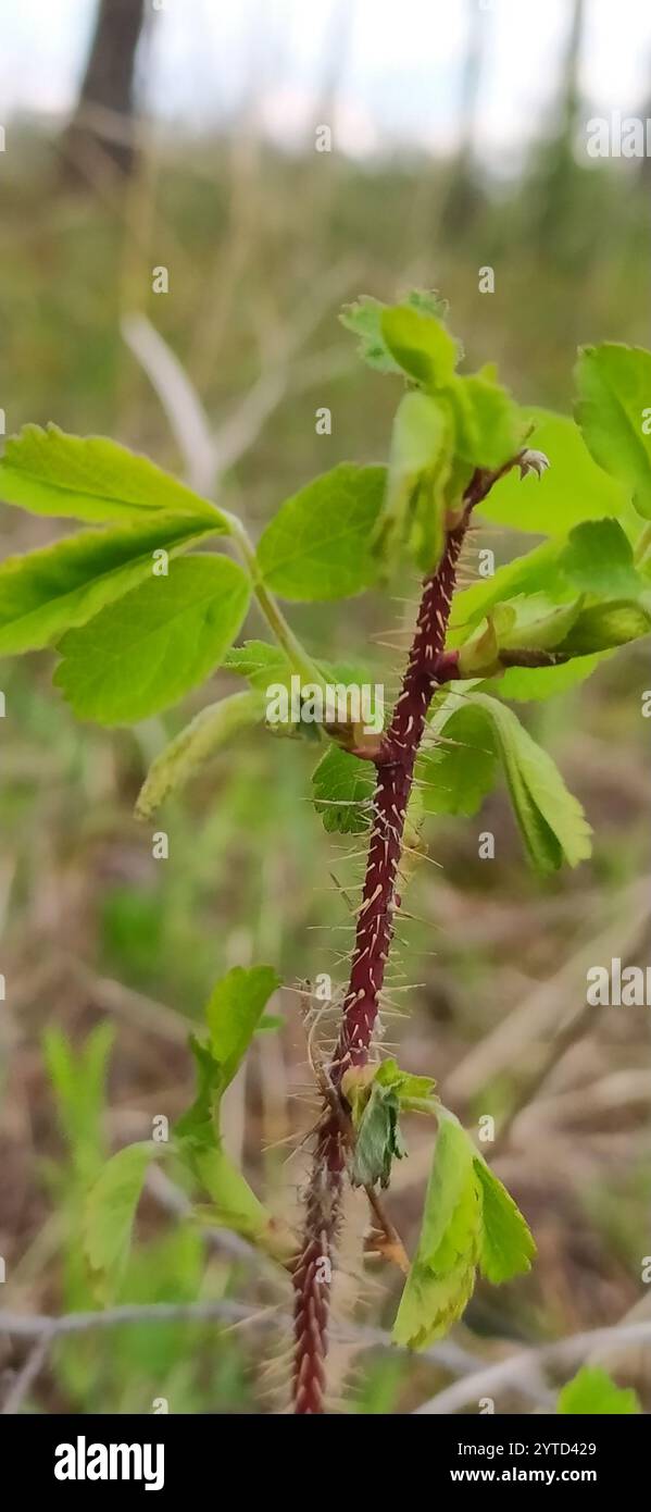 Prickly Wild Rose (Rosa acicularis Stock Photo - Alamy
