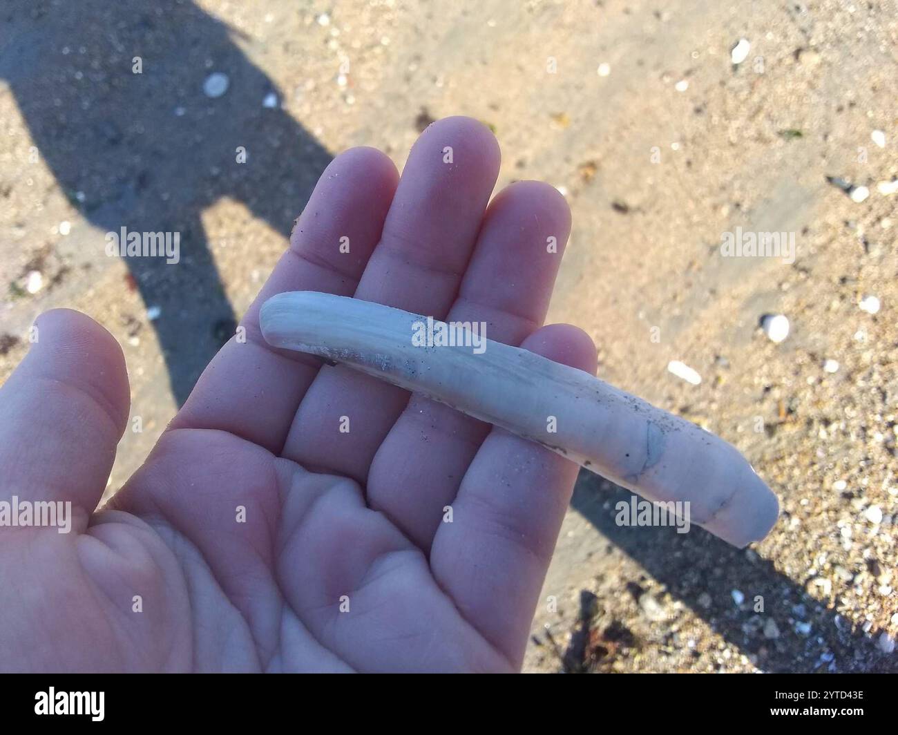 Atlantic Jackknife (Ensis leei Stock Photo - Alamy