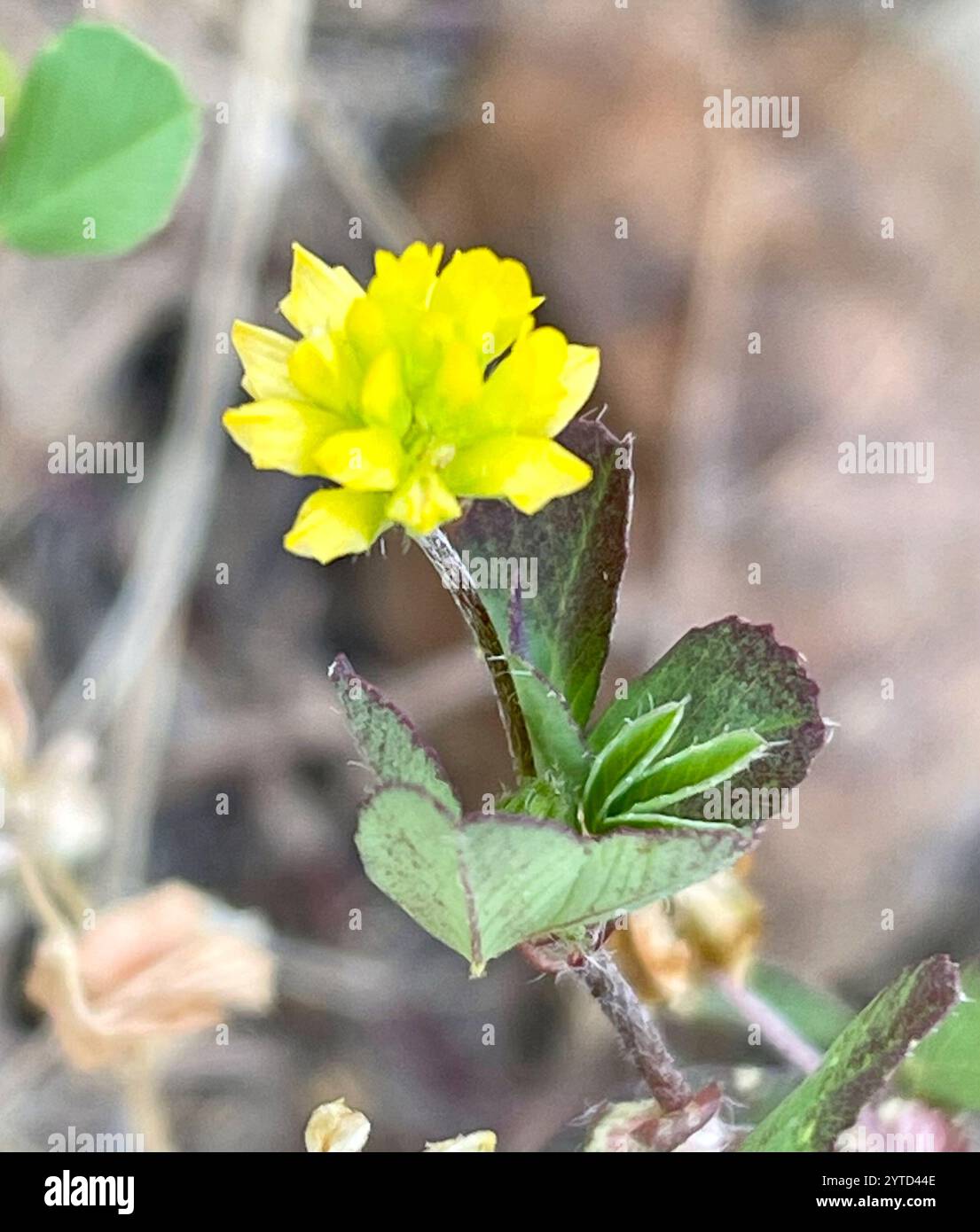Lesser hop trefoil hi-res stock photography and images - Alamy