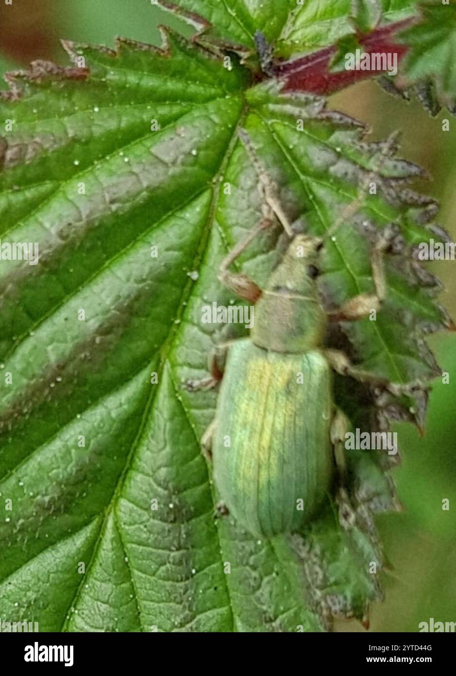 Nettle weevil (Phyllobius pomaceus Stock Photo - Alamy