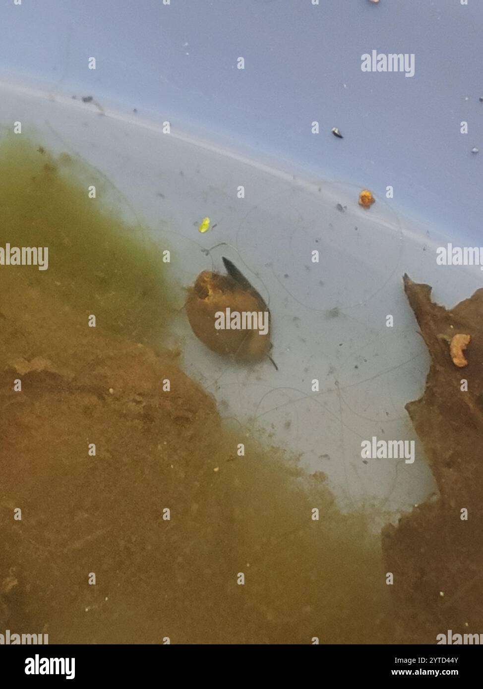 Acute Bladder Snail (Physella acuta Stock Photo - Alamy