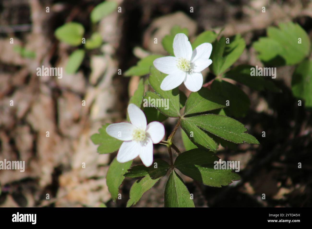 wood anemone (Anemonoides quinquefolia Stock Photo - Alamy