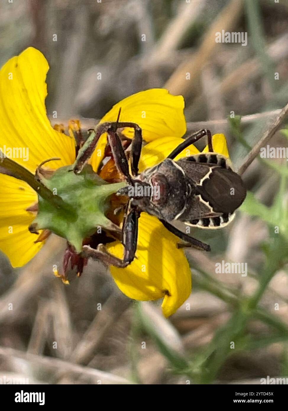 Plains Bee Assassin (Apiomerus spissipes Stock Photo - Alamy