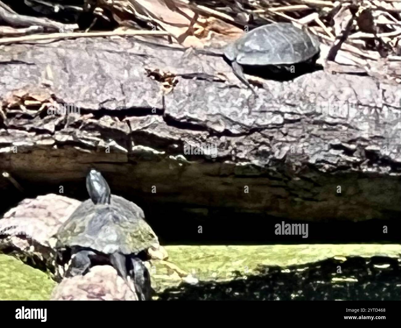 Western Pond Turtle (Actinemys marmorata Stock Photo - Alamy