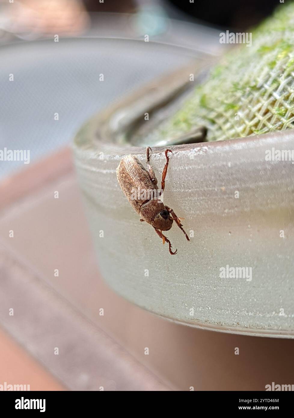 Adoretus hi-res stock photography and images - Alamy