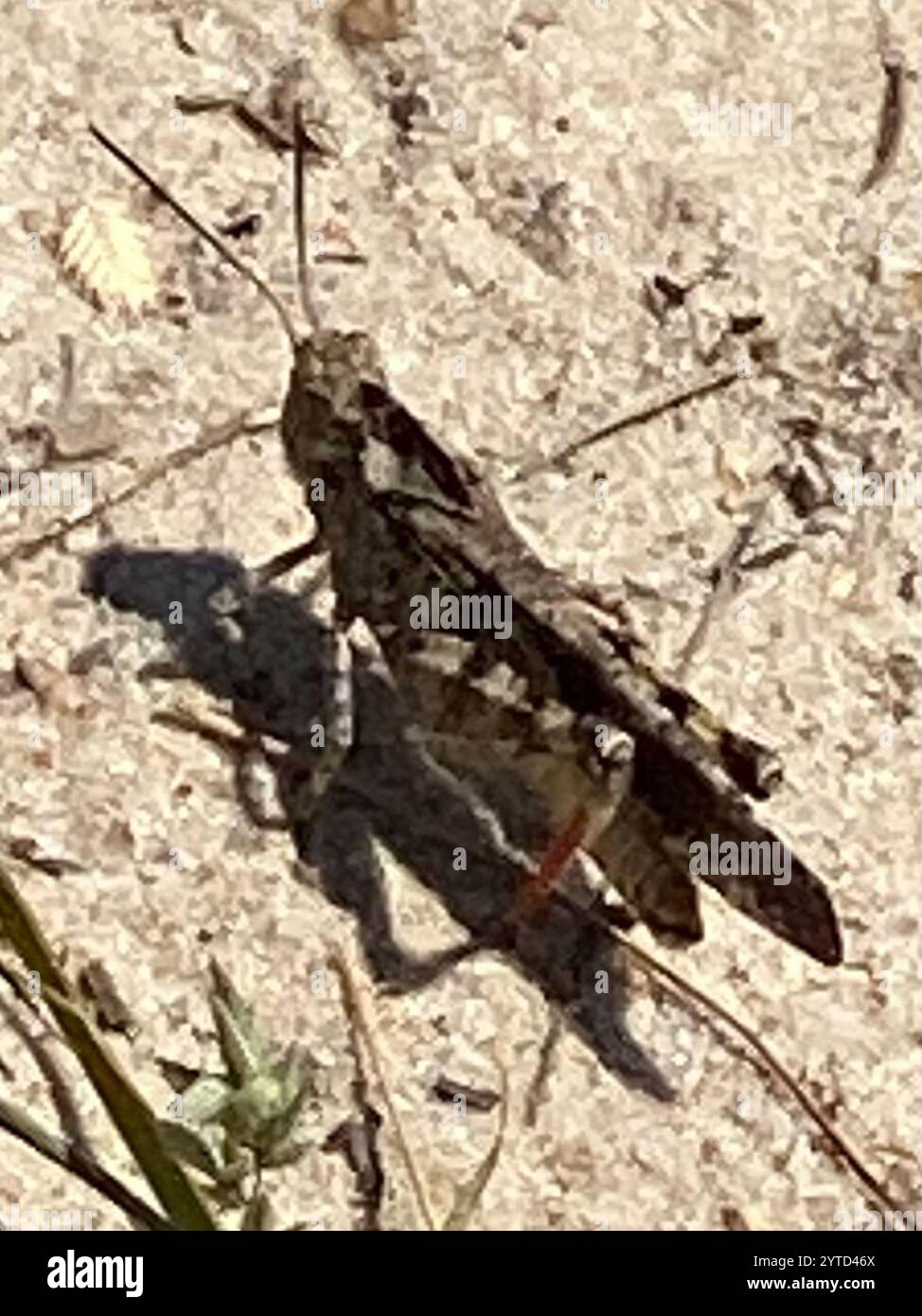 Spharagemon hi-res stock photography and images - Alamy