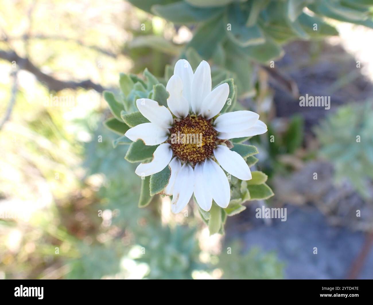 Swamp Daisy (Osmitopsis asteriscoides Stock Photo - Alamy