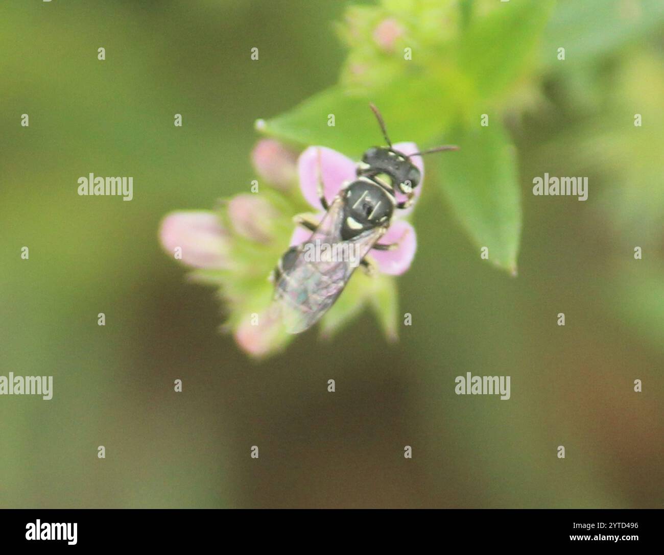 Striped Small Carpenter Bees (Ceratinidia Stock Photo - Alamy