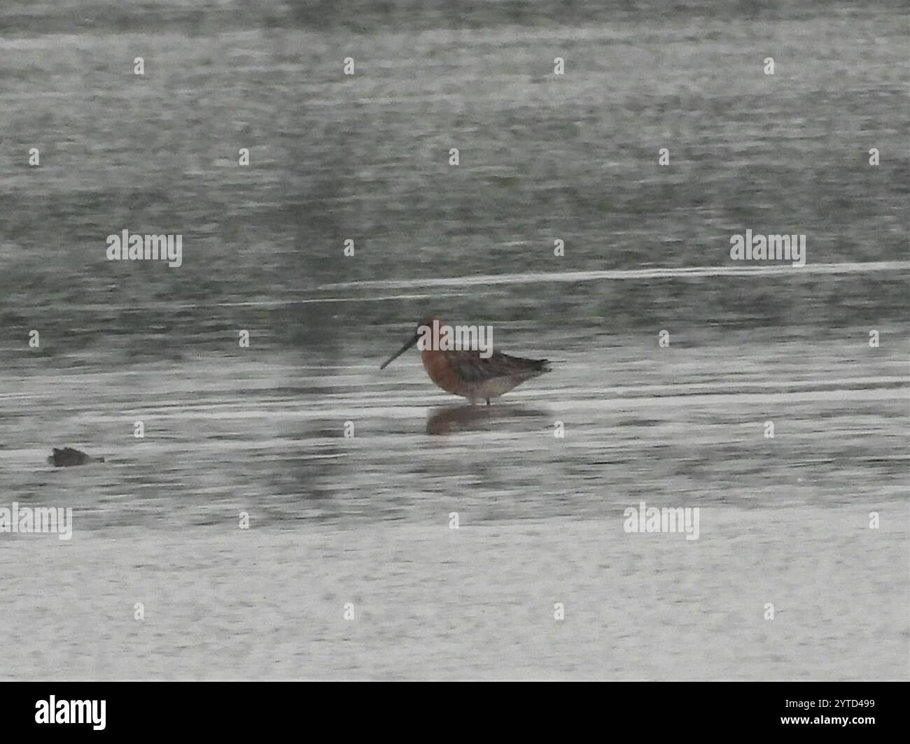 Asian dowitcher hi-res stock photography and images - Alamy