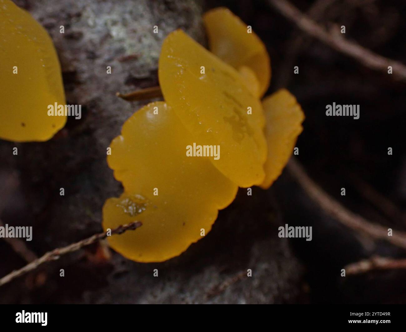alpine jelly cone (Guepiniopsis alpina Stock Photo - Alamy