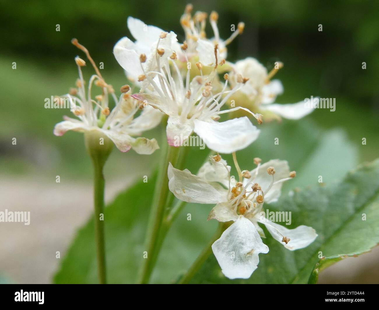 fire cherry (Prunus pensylvanica Stock Photo - Alamy
