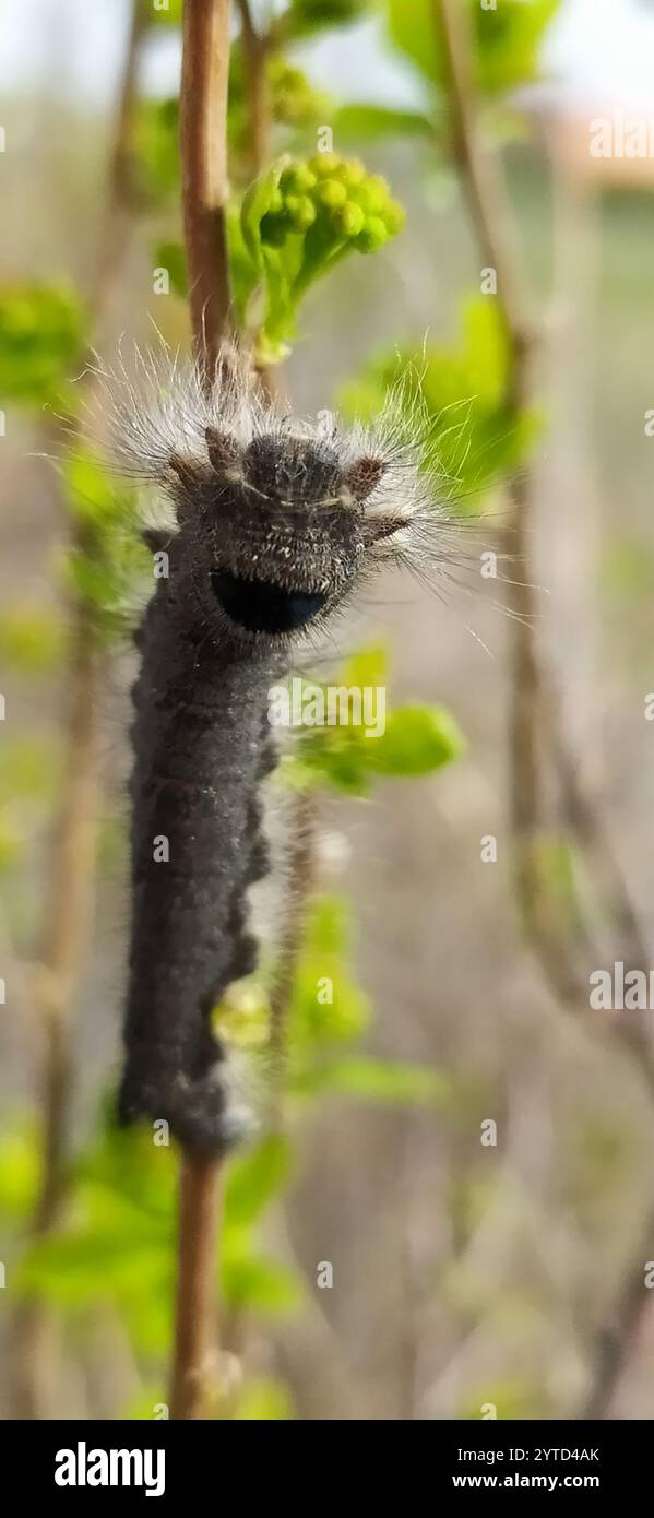 The Lappet (Gastropacha quercifolia Stock Photo - Alamy