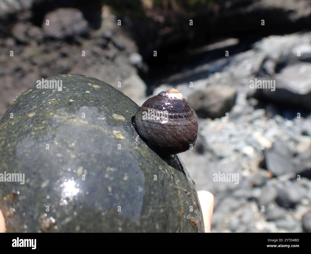 Black Tegula (Tegula funebralis Stock Photo - Alamy