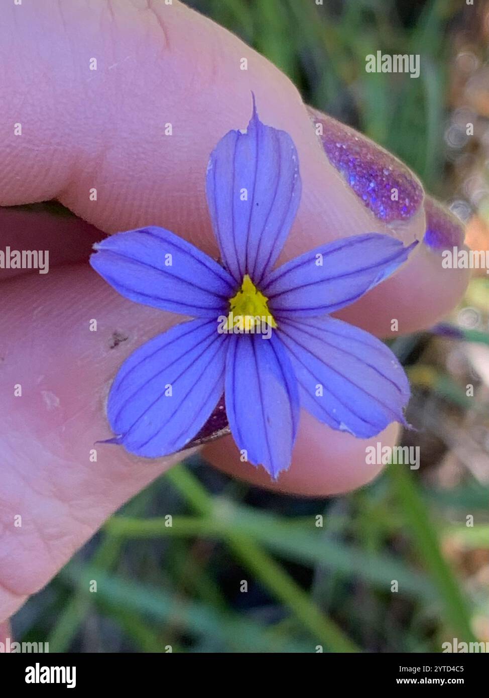 western blue-eyed grass (Sisyrinchium bellum Stock Photo - Alamy