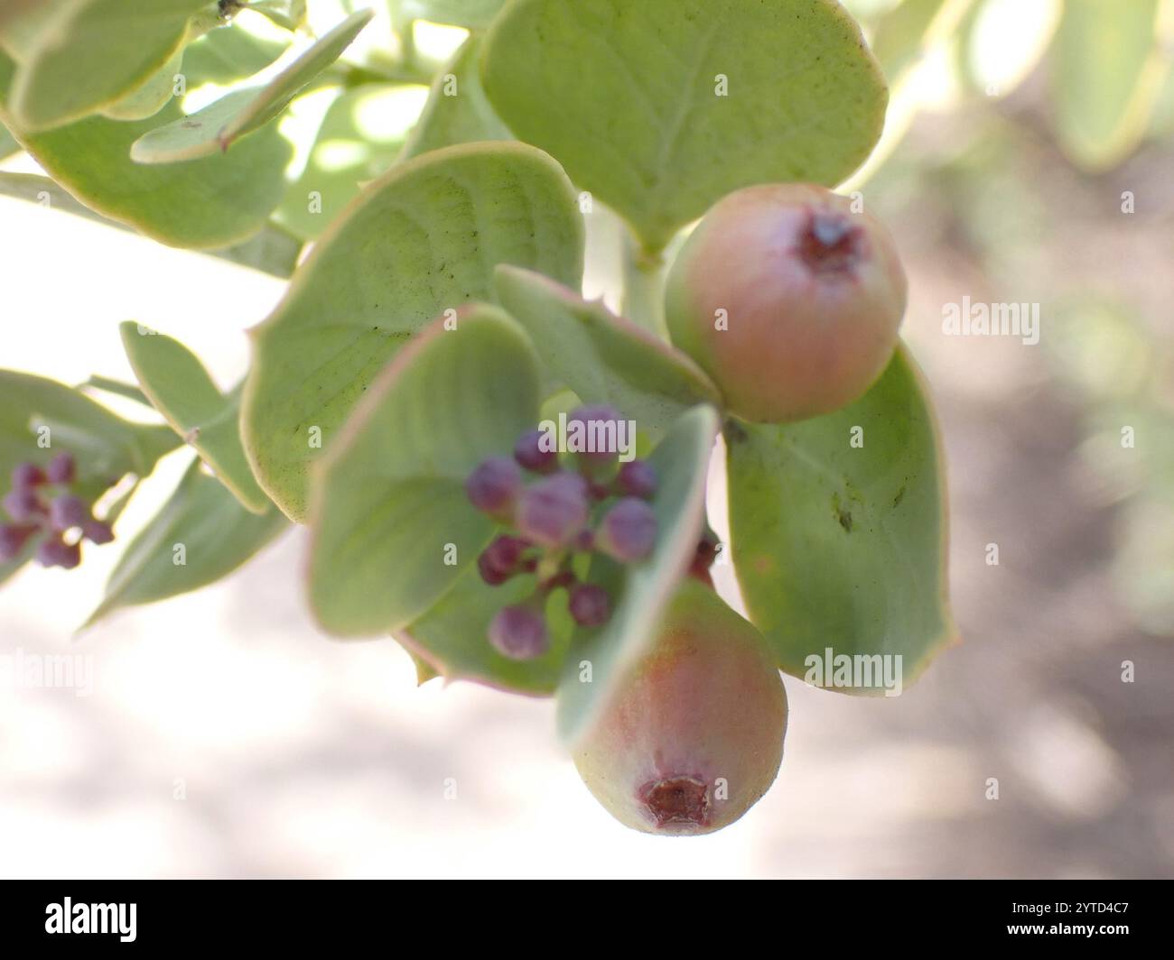 Cape Sumach (Colpoon compressum Stock Photo - Alamy