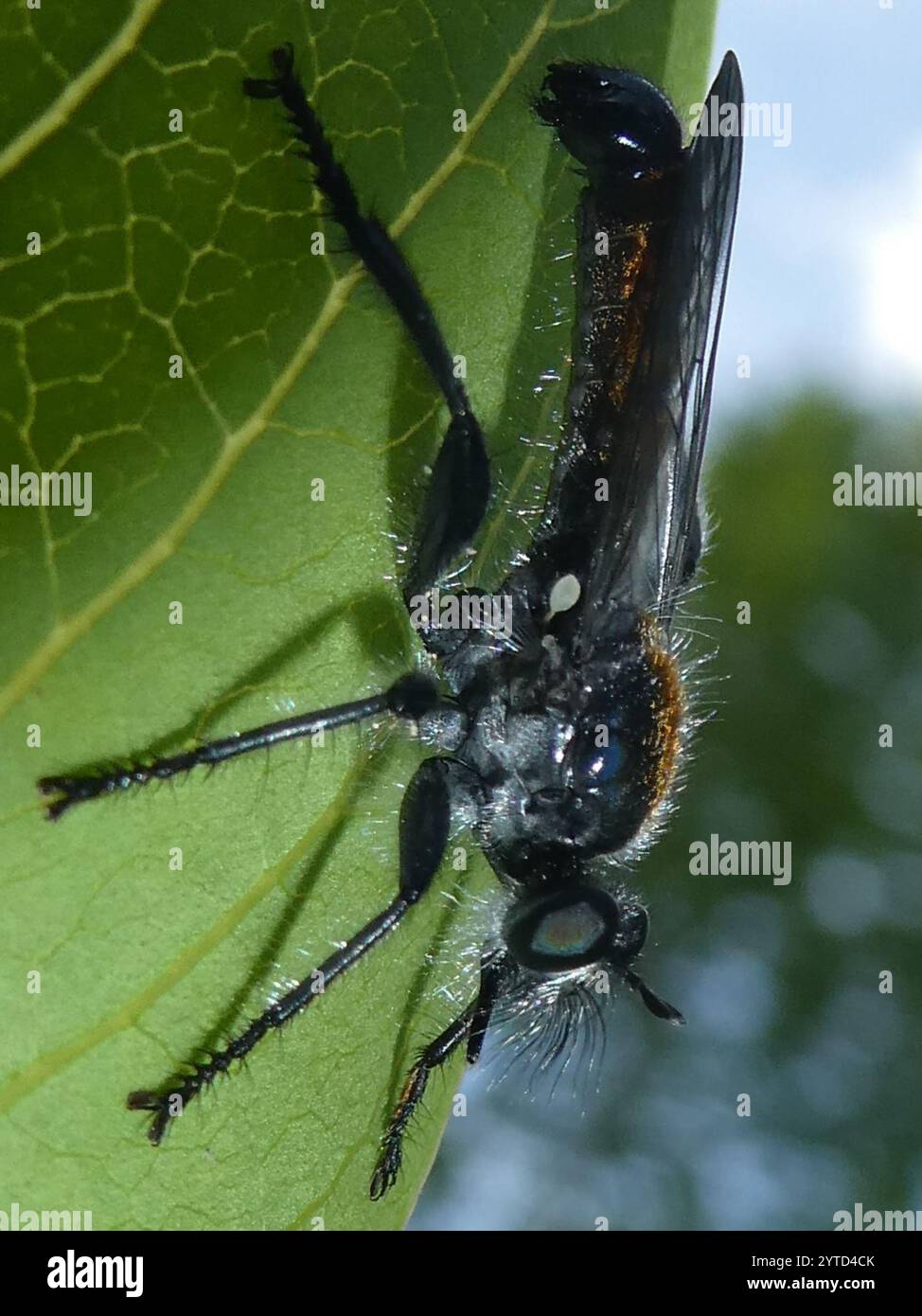Arrowhead Laphria (Laphria index Stock Photo - Alamy
