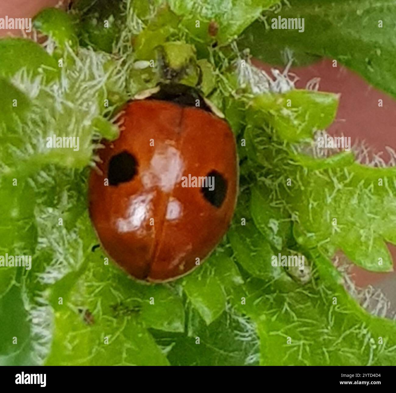Two-spotted Lady Beetle (Adalia bipunctata Stock Photo - Alamy