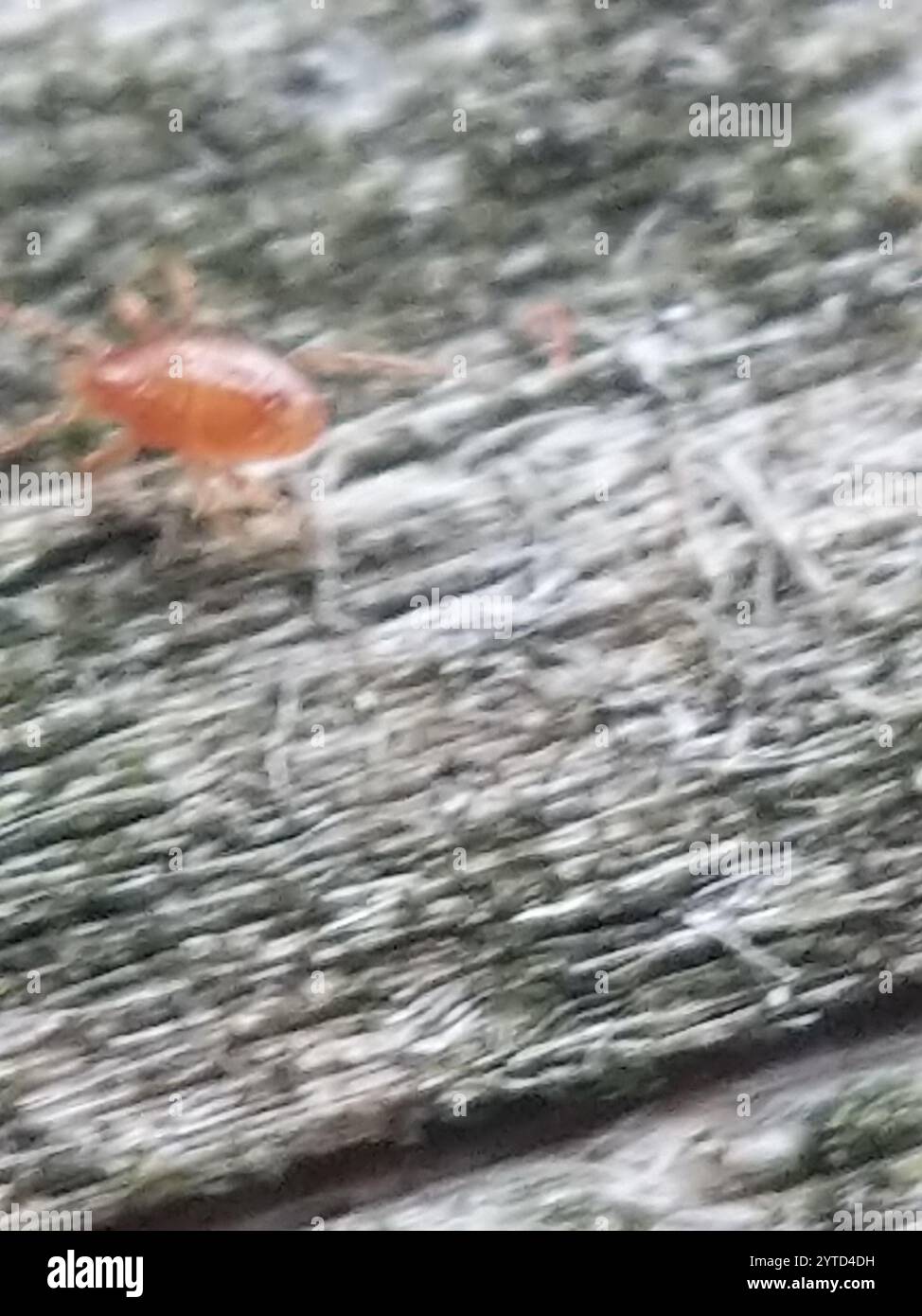 Mites and Ticks (Acari Stock Photo - Alamy