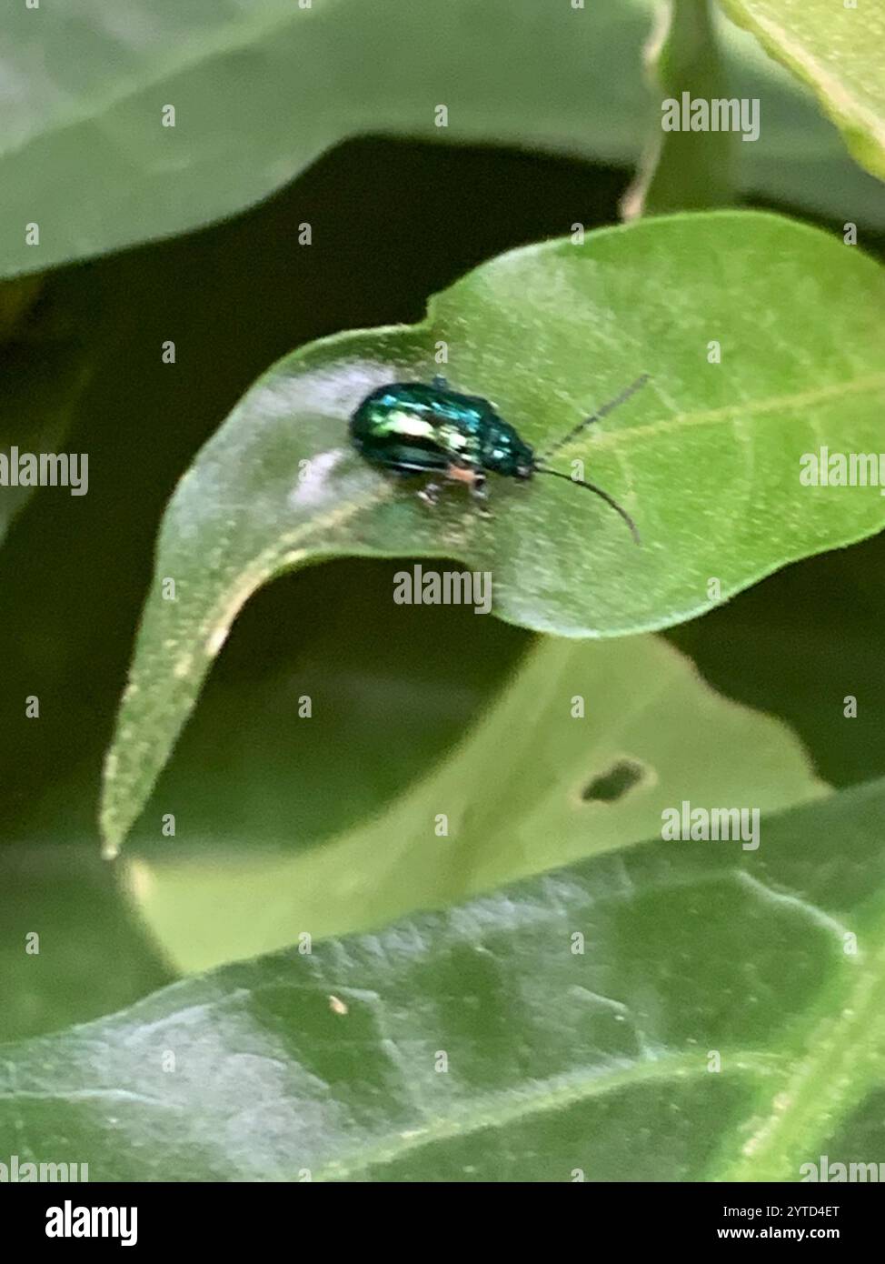 Flea Beetles (Alticini Stock Photo - Alamy
