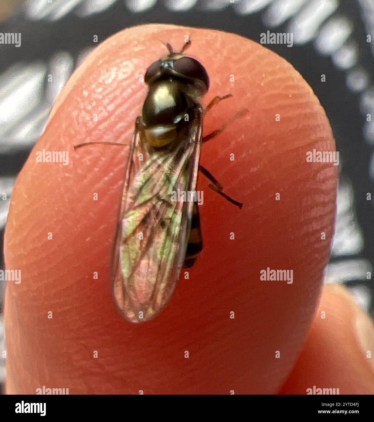 Spotted Thintail (Meliscaeva auricollis Stock Photo - Alamy