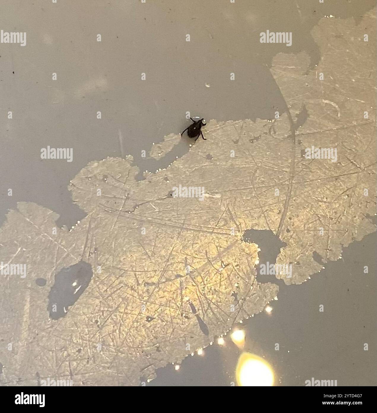 True Weevils (Curculionidae Stock Photo - Alamy